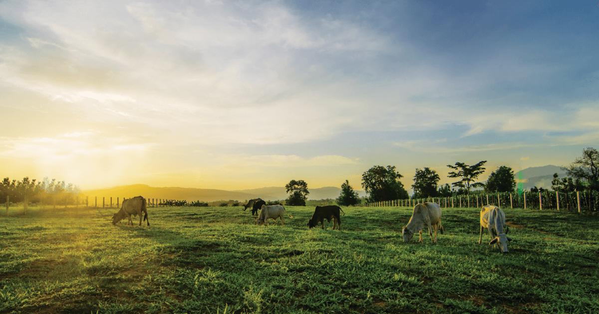 Arla - The World's Largest Organic Dairy Producer | Arla Singapore